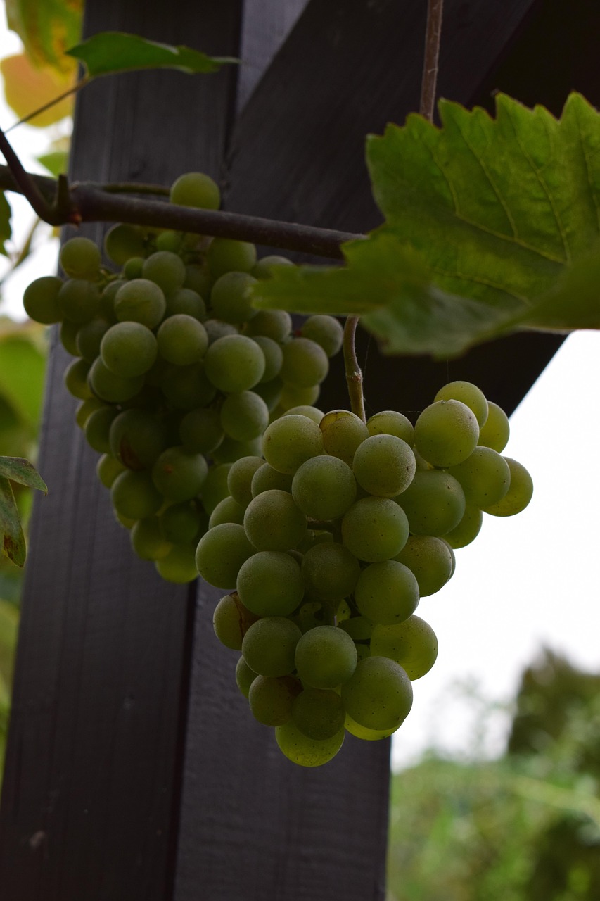 Cacho De Uvas Fruta Comida - Foto gratuita no Pixabay