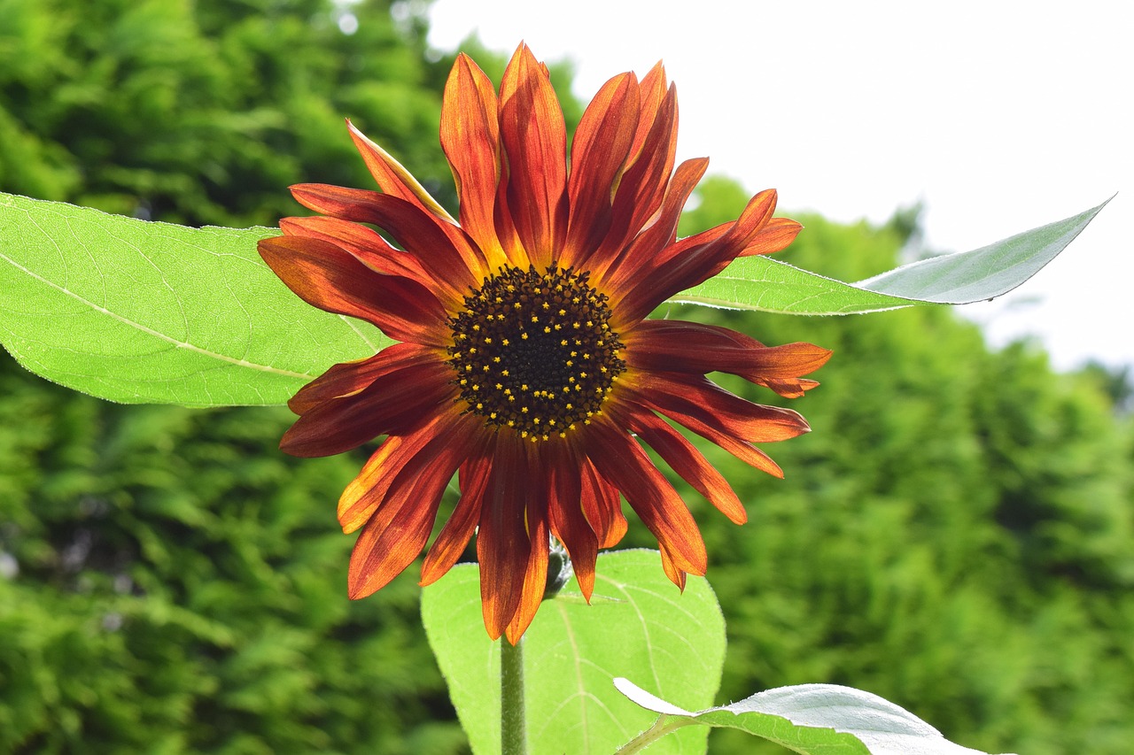 Sunflower Garden Green - Free photo on Pixabay