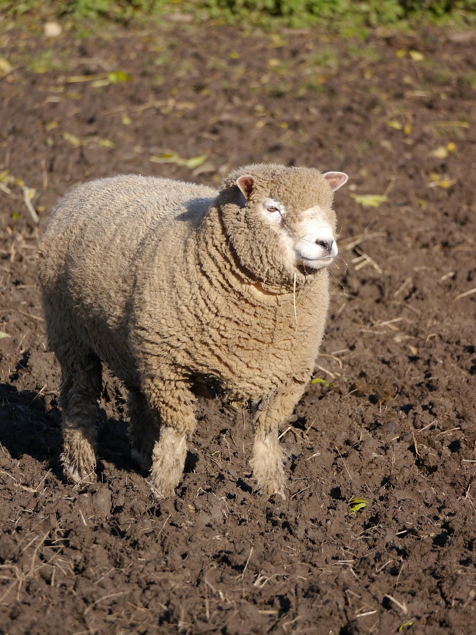 Animal Sheep Mammal - Free photo on Pixabay - Pixabay