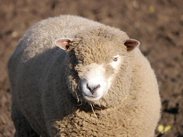 Animal Mammal Sheep - Free photo on Pixabay - Pixabay