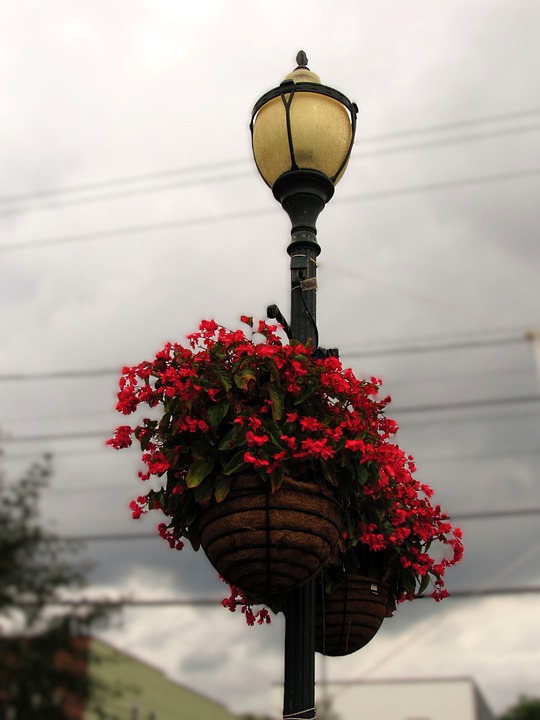Begonia Lentera Lampu - Foto gratis di Pixabay - Pixabay