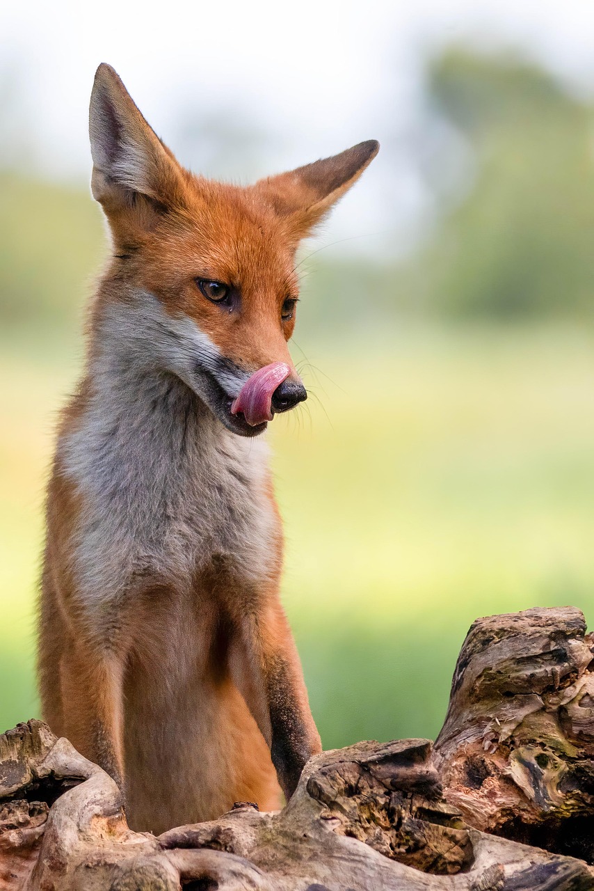 Animal Renard Faim - Photo gratuite sur Pixabay - Pixabay
