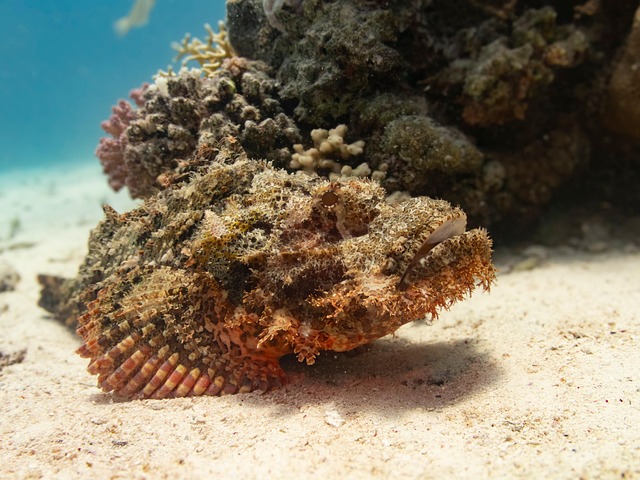 Stonefish Scorpionfish Fish - Free photo on Pixabay - Pixabay