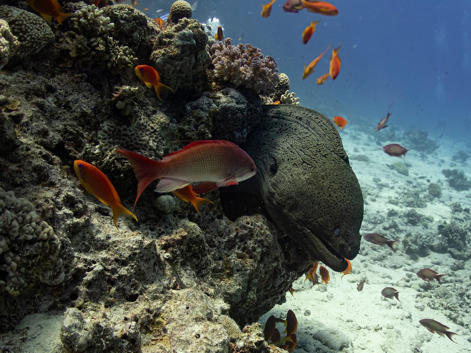 Moray Raksasa Ikan Laut Merah - Foto gratis di Pixabay