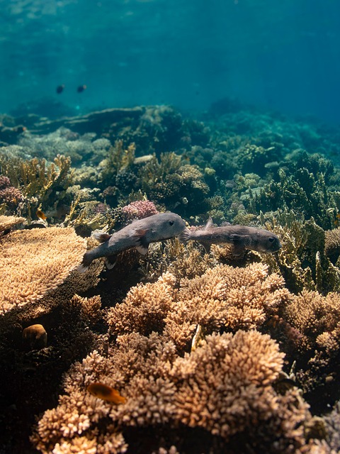 Bufferfishes Red Sea Carless Reef - Free photo on Pixabay - Pixabay