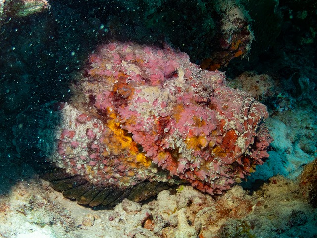 Stonefish Stone Fish Camouflage - Free photo on Pixabay - Pixabay