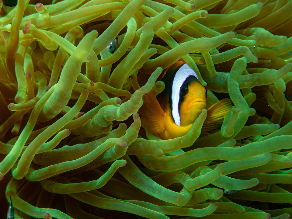 Red Sea Clownfish Nemo Anemone - Free photo on Pixabay - Pixabay