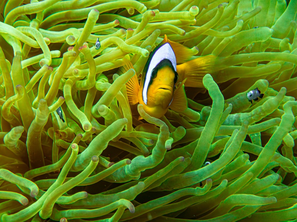 Red Sea Clownfish Nemo Anemone - Free photo on Pixabay - Pixabay