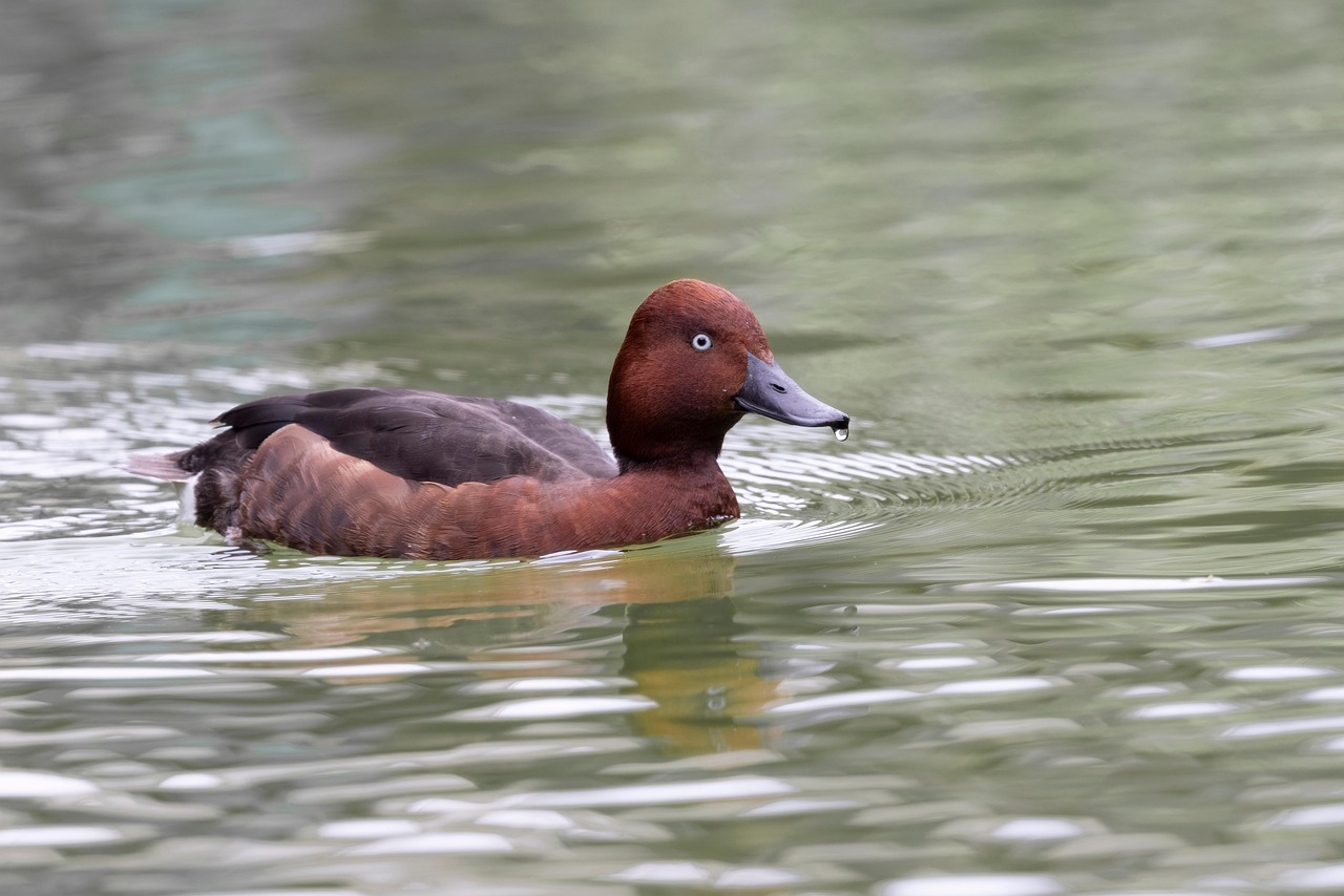 Moor Duck Bird - Free photo on Pixabay - Pixabay