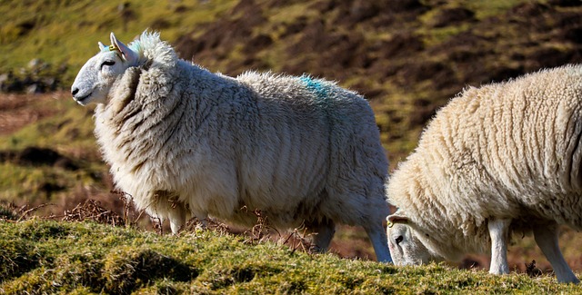 Le Mouton Laine Animaux - Photo gratuite sur Pixabay