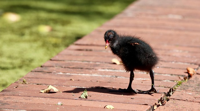300+ Free Moorhen & Nature Images - Pixabay