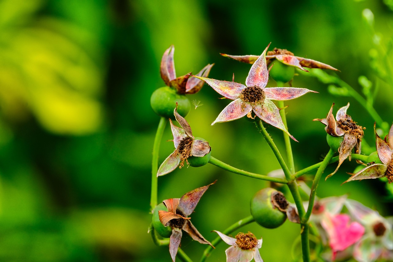 Star Flower Plant - Free photo on Pixabay