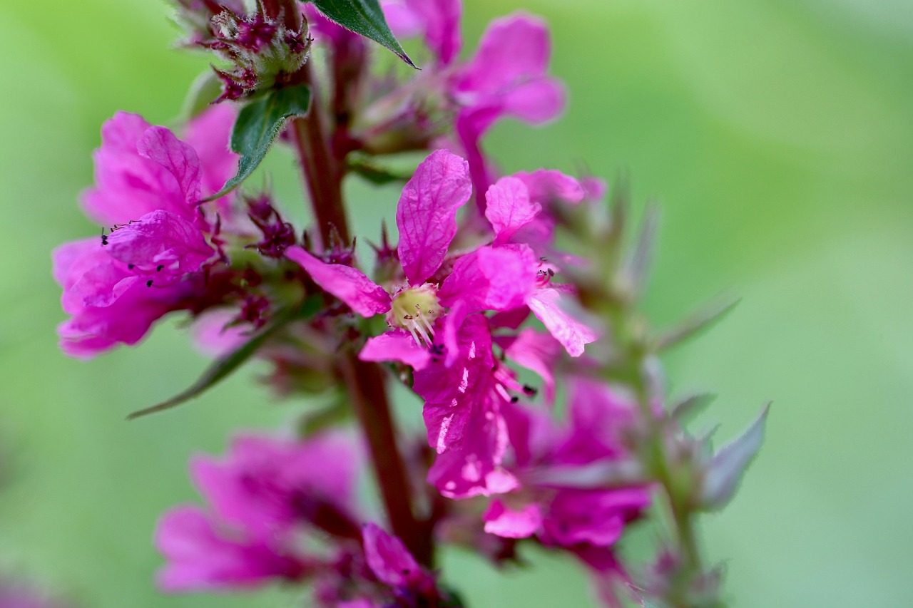 Purple Loosestrife Lythrum - Free photo on Pixabay