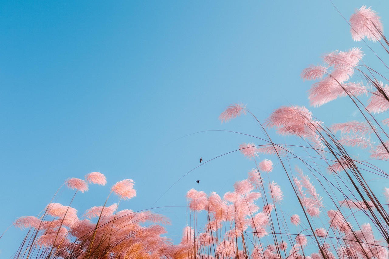 10,000+ Free Abstract & Beautiful Wallpaper Photos - Pixabay