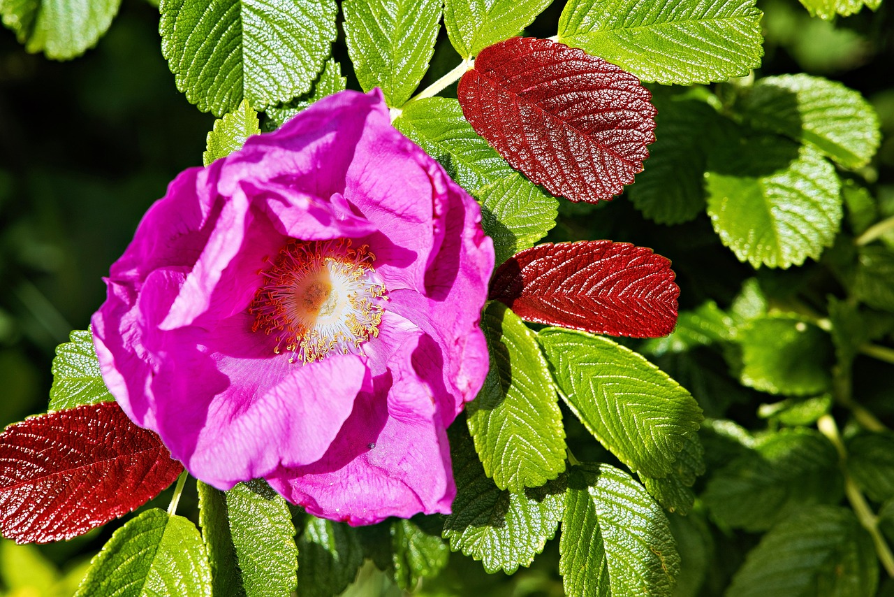 Blume Nature Blossom - Free photo on Pixabay - Pixabay