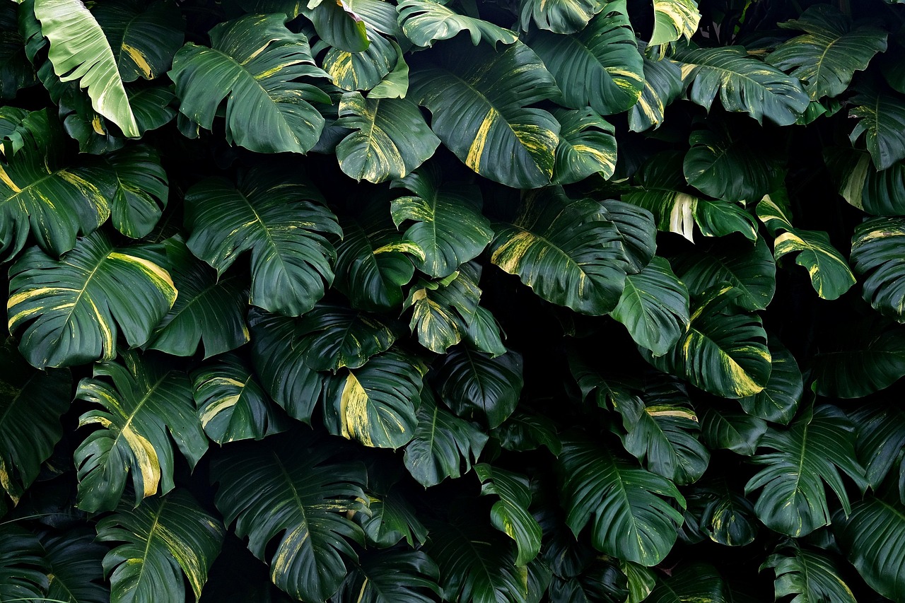 Monstera Deliciosa Nature - Free photo on Pixabay
