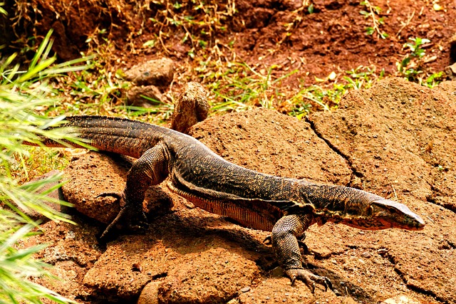 Page 3 - 20,000+ Free Animated Reptile & Reptile Images - Pixabay