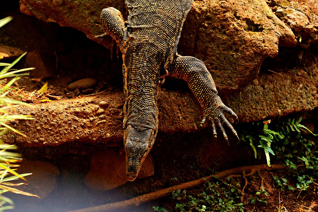 Varanus Salvator Animal - Free photo on Pixabay