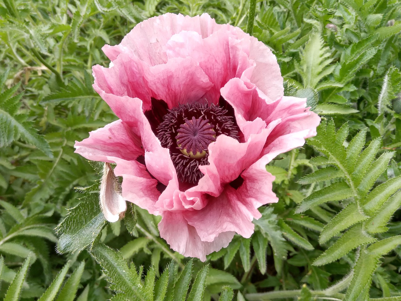 Mack Fleur Rose - Photo gratuite sur Pixabay - Pixabay