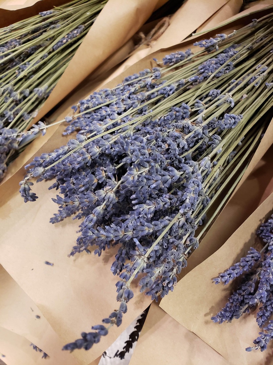 Lavender Bunga-Bunga Alam - Foto gratis di Pixabay