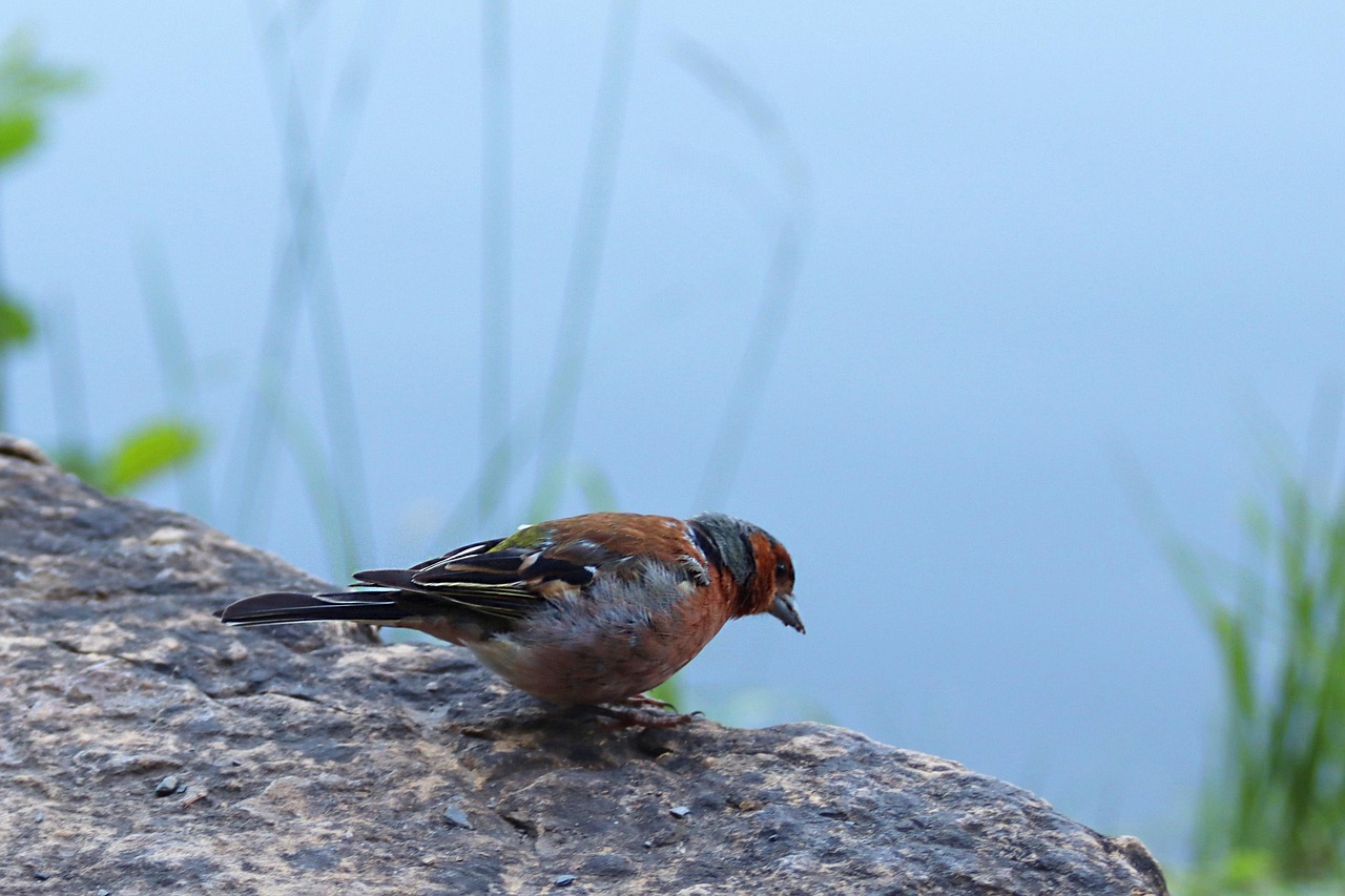 Chaffinch Bird Wildlife - Free photo on Pixabay