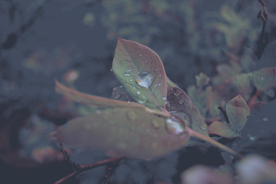 La Nature Feuille Contexte - Photo gratuite sur Pixabay