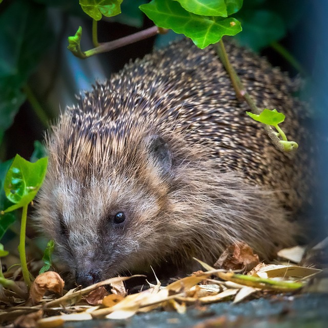 Hedgehog Animal Prickly - Free photo on Pixabay - Pixabay