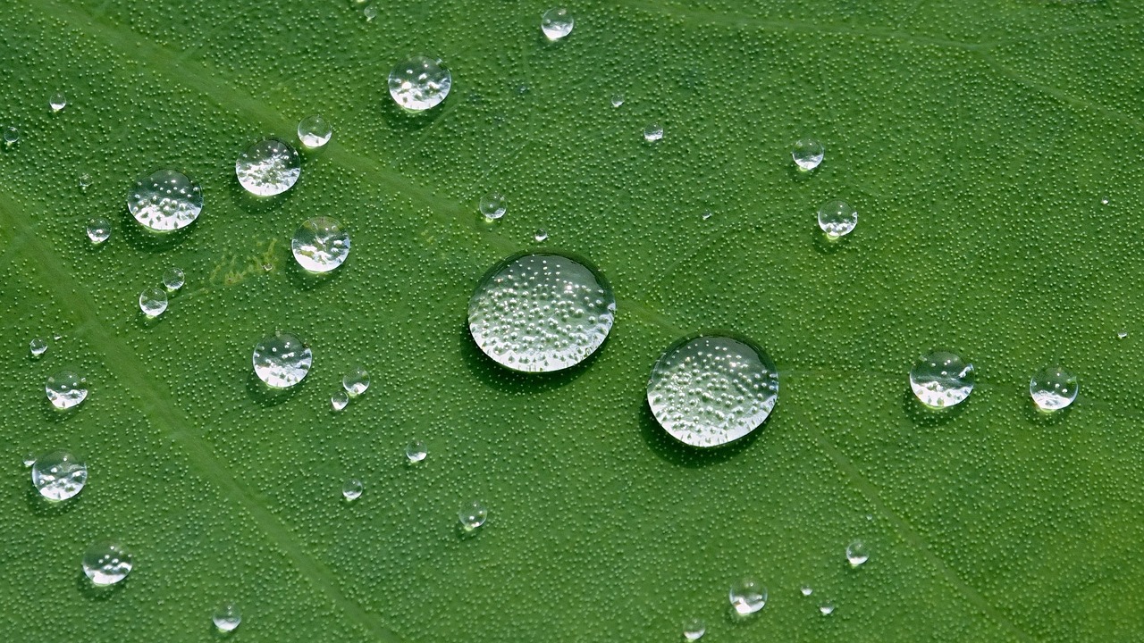 Feuille De Lotus Gouttes D'Eau - Photo gratuite sur Pixabay - Pixabay