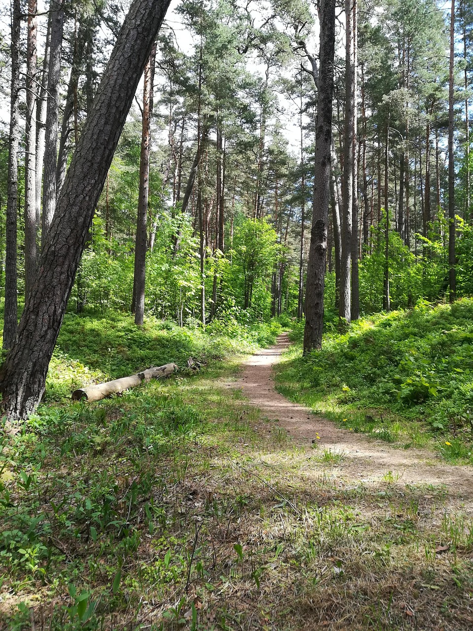 Wandern Wald Landschaft - Kostenloses Foto auf Pixabay