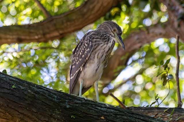Bird Black-Crowned Night-Heron - Free photo on Pixabay