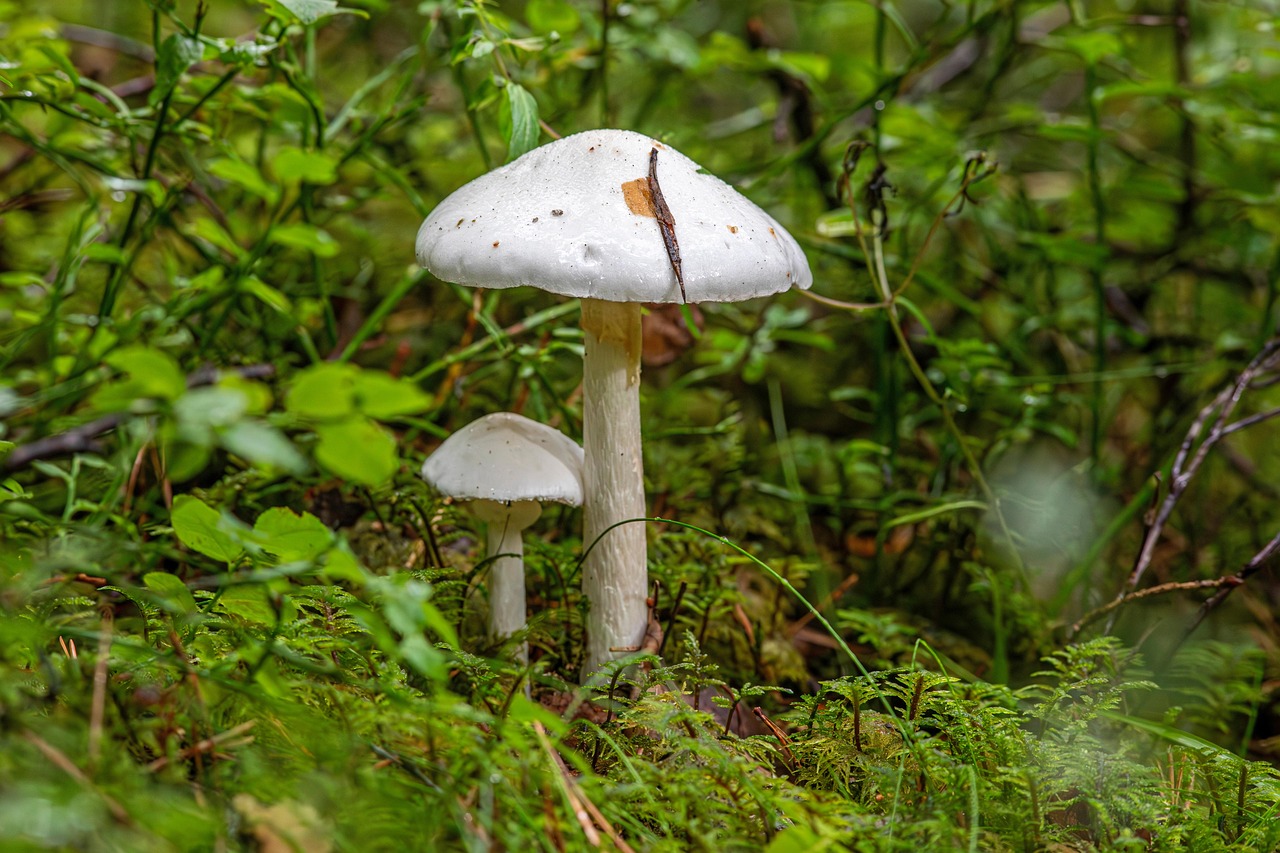 2+ Free Virosa Hangulat & Amanita Virosa Images - Pixabay