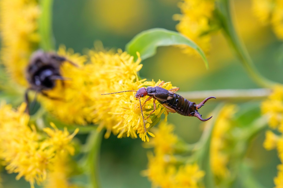 Tijereta Europea Identificación De - Foto gratis en Pixabay