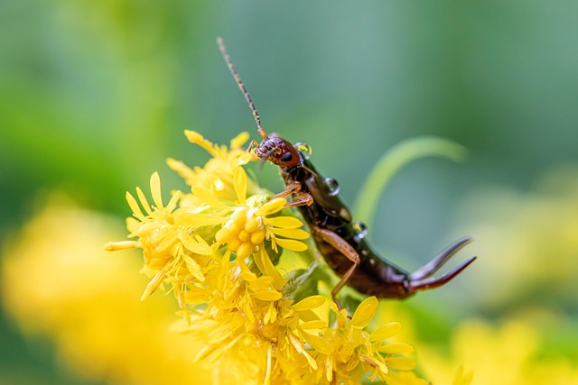 9,000+ Free Crop Pests & Pest Control Images - Pixabay