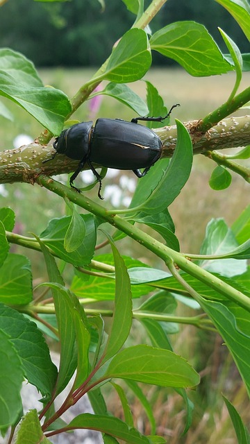 Beetle Insect Nature - Free photo on Pixabay - Pixabay