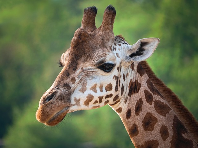 6,000+ Free Giraffe Neck & Giraffe Images - Pixabay