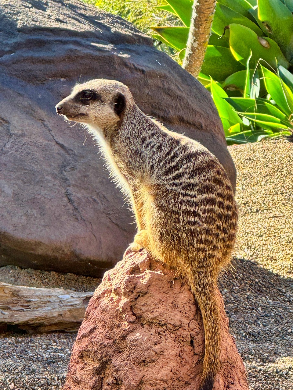 Suricata Estar Atento Reloj - Foto gratis en Pixabay - Pixabay