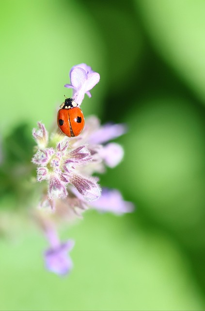 Insecte Entomologie Coccinelle - Photo gratuite sur Pixabay