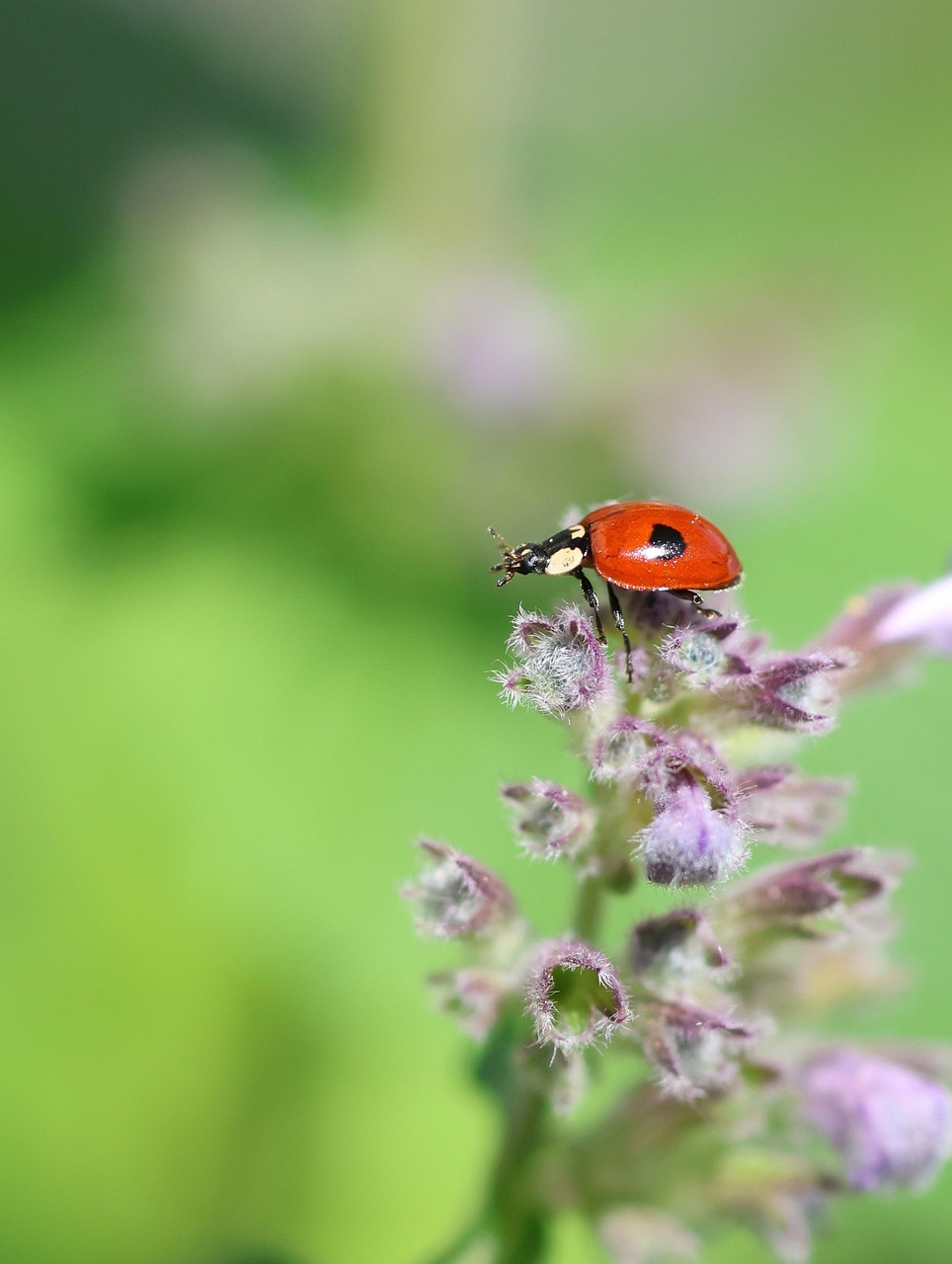 Insecto Entomología Mariquita - Foto gratis en Pixabay