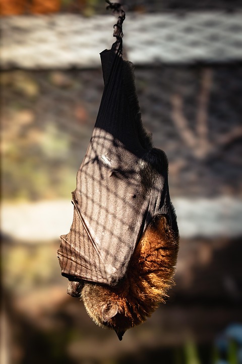 Animale Pipistrello Mammifero - Foto gratis su Pixabay