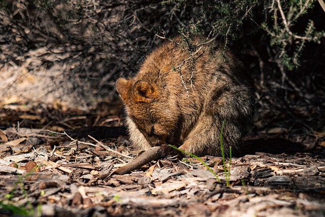 50,000+ Free Quokka Animal & Quokka Images - Pixabay