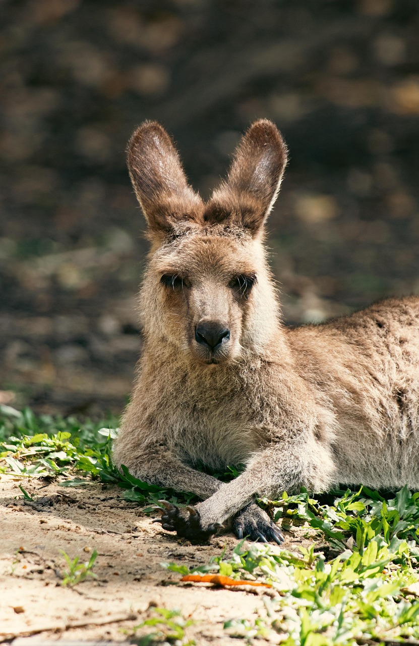 Animal Kangaroo Marsupial - Free photo on Pixabay - Pixabay