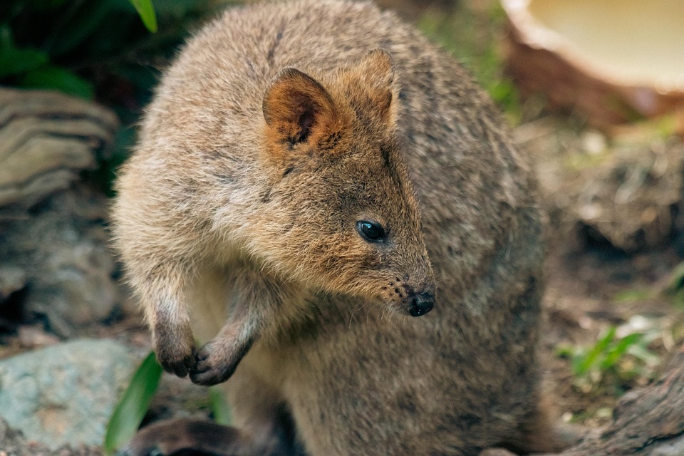 Animal Quokka Marsupial - Foto gratis en Pixabay - Pixabay