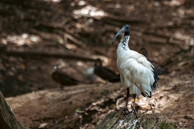 Bird Ibis Ornithology - Free photo on Pixabay