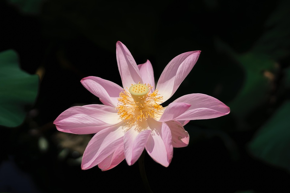 Flower Lotus Botany - Free photo on Pixabay - Pixabay