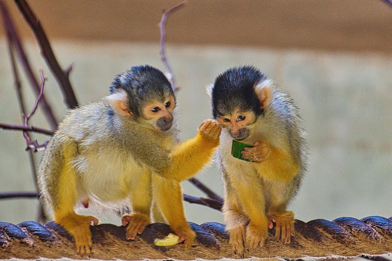 Macaco Natureza Animal Animais - Foto gratuita no Pixabay
