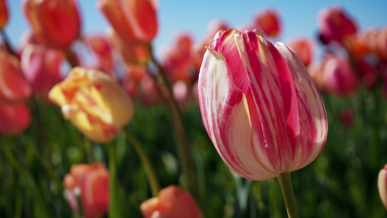 Flower Botany Tulip - Free photo on Pixabay - Pixabay