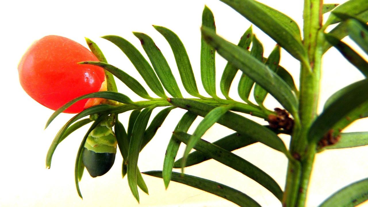 Yew Growth Evergreen - Free photo on Pixabay