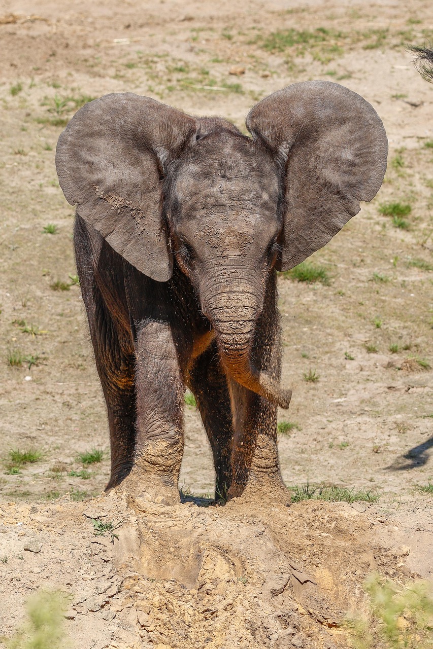 Animal Elefante Mamífero - Foto gratis en Pixabay - Pixabay