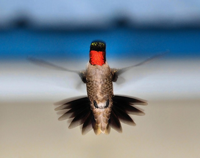 Bird Hummingbird Wings - Free photo on Pixabay
