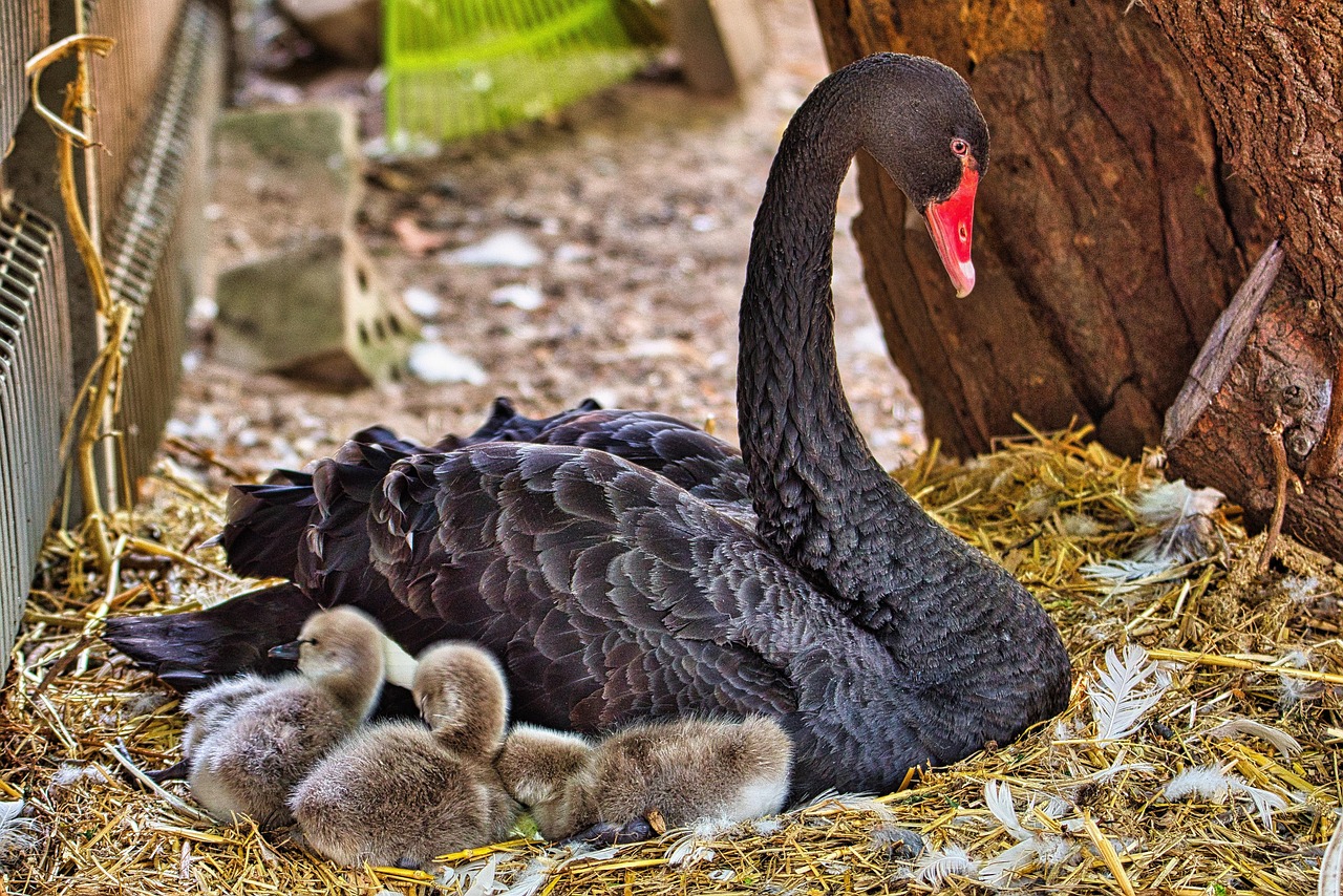 Cisne Natureza Animal Pássaro - Foto gratuita no Pixabay - Pixabay